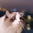 Windows 8里有一个NFP是什么,NFP完成，NFP连接_百度知道