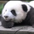 ching chong是什么意思_百度知道